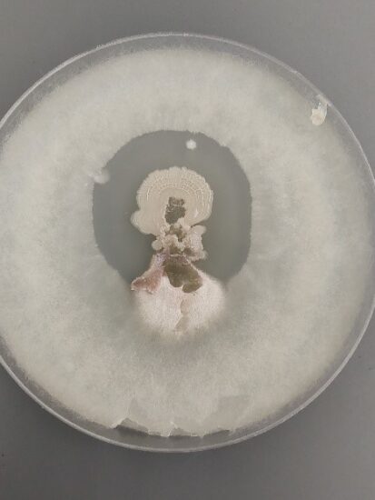 Greenhouse & Gardens Partners with Aspiring Scientists Summer ...